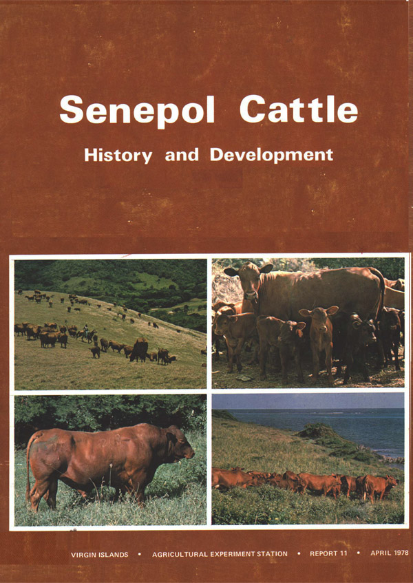 Senepol - Cattle - Senepol da GRAMA | Tudo de melhor da raça Senepol ...