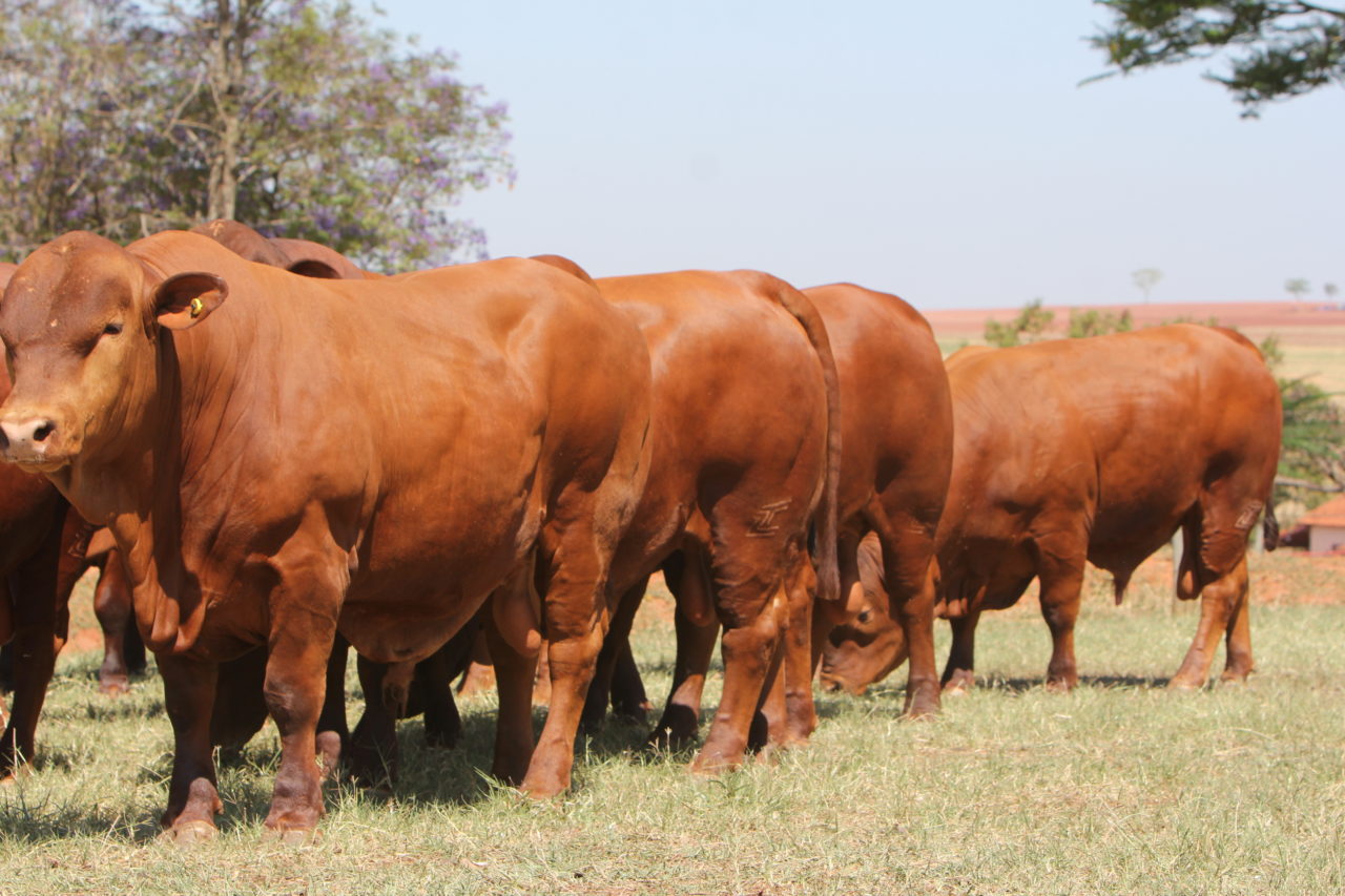 Grama Senepol Responde - Senepol da GRAMA | Tudo de melhor da raça ...